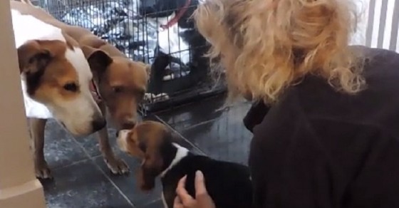 Beagle puppy teaches these rescue dogs to trust humans - Sharedots