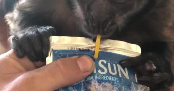 Hary the Monkey Loves Capri Suns - Sharedots
