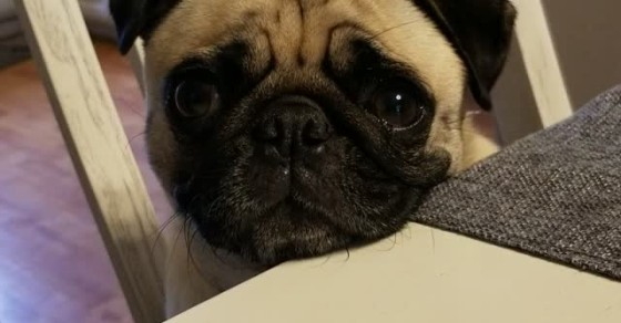 Pug Puppy Crying for a Piece of Dinner - Sharedots