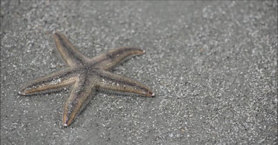 Gray Sea Starfish In Action - Sharedots