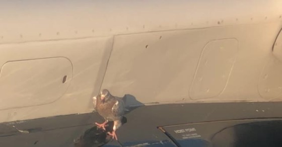 Pigeon Holds onto Plane Wing During Takeoff - Sharedots