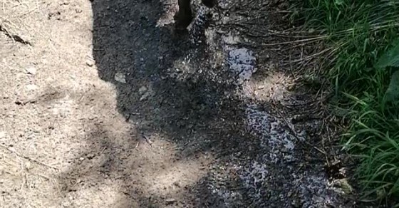 Doggy Makes a Mess Diving Into Mud Puddle - Sharedots