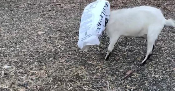 Goat Got Stuck While Snacking - Sharedots