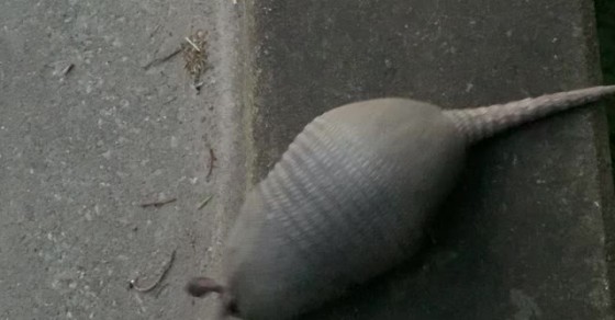Armadillo Must Go Around Scared Human - Sharedots