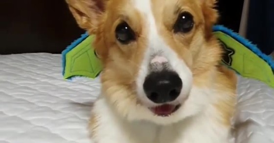 Corgi demonstrates flying power from his new wings - Sharedots