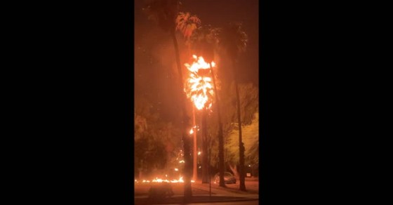 Lightning Strike Palm Tree Fire - Sharedots