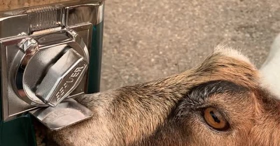 Smart Goat Turns Coin Mechanism for a Treat - Sharedots