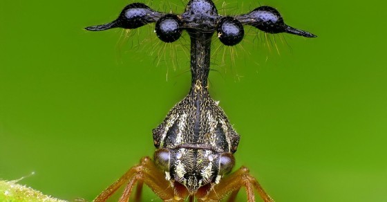 Helicopter-like Treehopper bug caught on camera - Sharedots