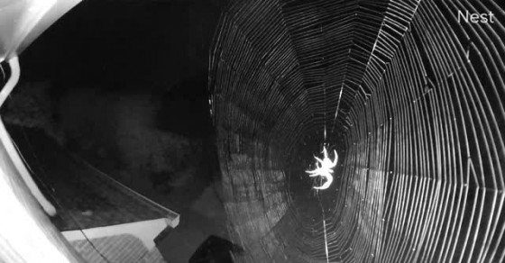 Security Camera Captures Spider Web Construction - Sharedots