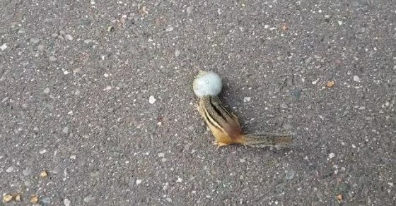 Chipmunk Helped with its Stuck Head - Sharedots