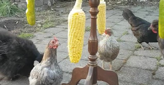 Chickens Entertained by Exercise Wheel - Sharedots