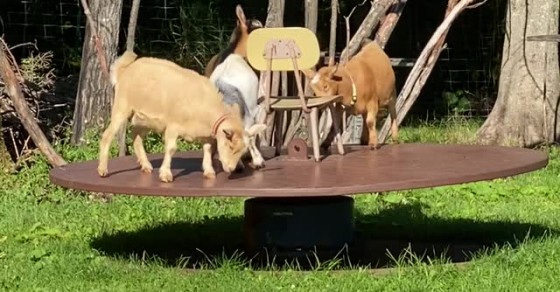 Dwarf Goats Happily Play on Merry-Go-Round - Sharedots