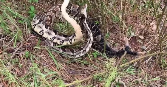 Canebrakes fighting - Not something you come across every day - Sharedots