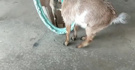Baby Goat Fights With Himself in the Mirror - Sharedots