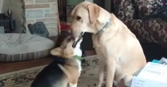 Harper is Disapproving of Lab Friends Height - Sharedots