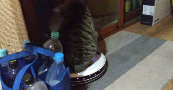 Cat Rides Robot Vacuum Cleaner - Sharedots