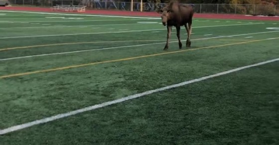 Moose Shows Off Soccer Skills - Sharedots