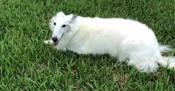 Excited Doggo Does Happy Spins - Sharedots