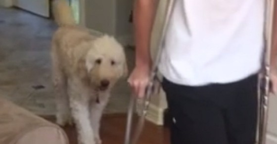 Loyal dog's "fake limp" walk makes him the ultimate best friend - Sharedots