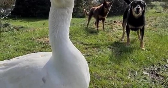 Goose and Dogs have a Discussion - Sharedots