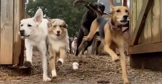 A Stampede of Happy Dogs - Sharedots