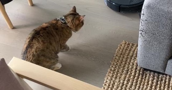 Robot Vacuum Startles Cat - Sharedots Robot Vacuum Startles Cat - Sharedots