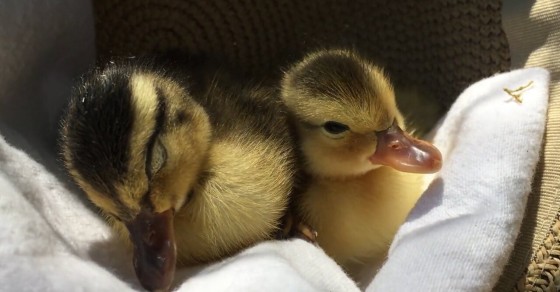 Tired Ducklings Falling Asleep Will Totally Make Your Day - Sharedots