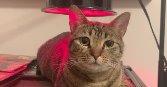 Cute Kitty Hogs Heat Lamp - Sharedots