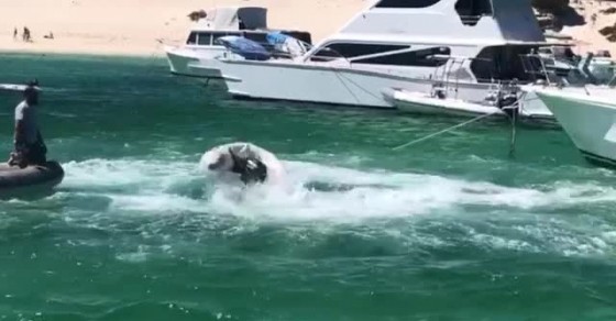 Runaway Boat Struggles to Be Caught - Sharedots