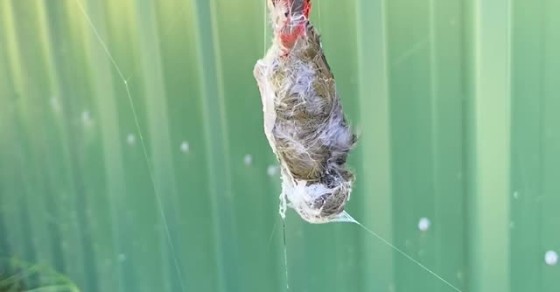 Bird Trapped in Spider's Web - Sharedots