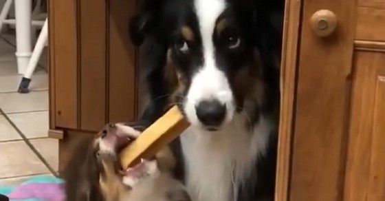 Priceless Dog Moments That Will Bring a Smile To Your Face - Sharedots