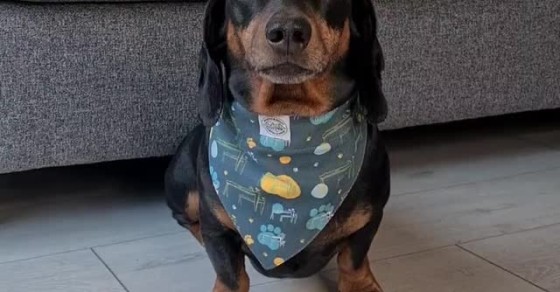 Harlso the Dachshund Balances Rice Cakes on his Head - Sharedots