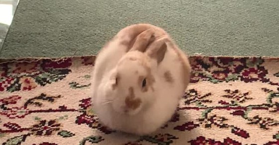 Emily the Rabbit Laying Down in Loaf Mode - Sharedots