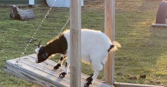 Goat Enjoying Some Time on Special Swing - Sharedots