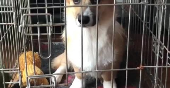 Cute corgi gets locked up in jail - Sharedots