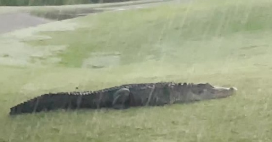 Three-Legged Alligator Walking Under Beautiful Sunrise - Sharedots