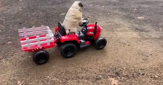 Tango the Pug Works Hard on Toy Tractor - Sharedots