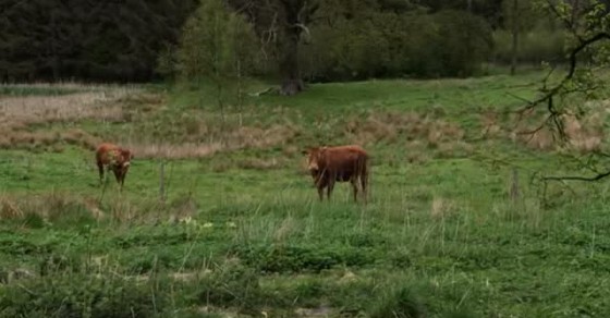 Cows and Cooks Share an Awkward Moment - Sharedots
