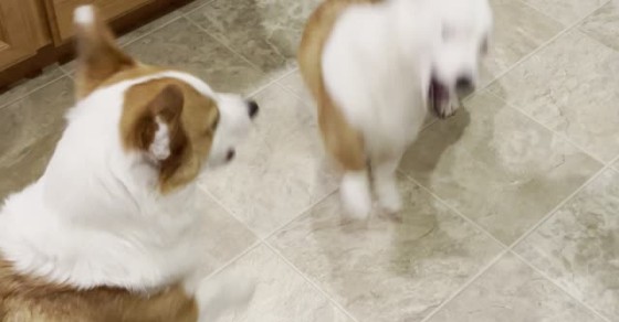 Corgisaurus Rex Comes out in Playtime - Sharedots