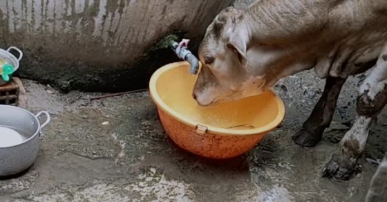 Self-sufficient Cow Turns Faucet for Water - Sharedots