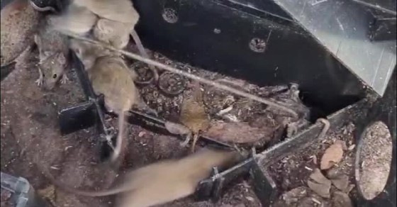 Swarm of Mice Scurry Away - Sharedots