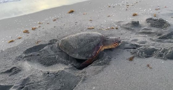 A Morning Beach-Side Turtle Rescue - Sharedots