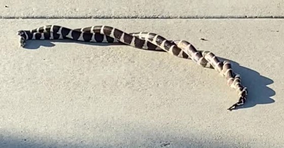 Tangled Snakes on Sidewalk - Sharedots