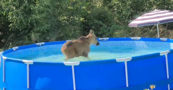 Wild Neighbors Drop By to Use Backyard Pool - Sharedots