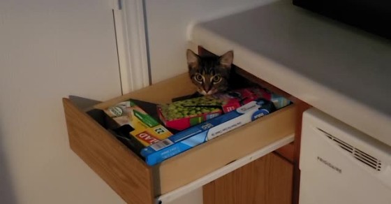 Ghost Drawer or Sneaky Kitty - Sharedots