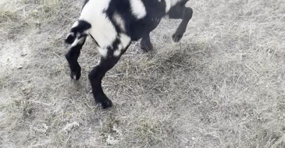 Rescuing a Goat with its Head Stuck in a Hole - Sharedots