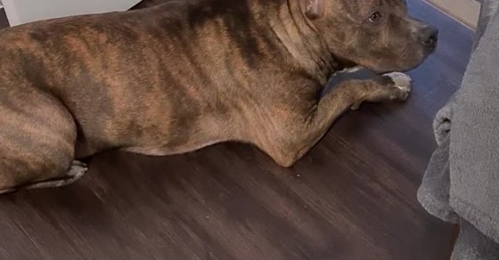 Dog Looks Guilty After Chewing Up Driver License - Sharedots