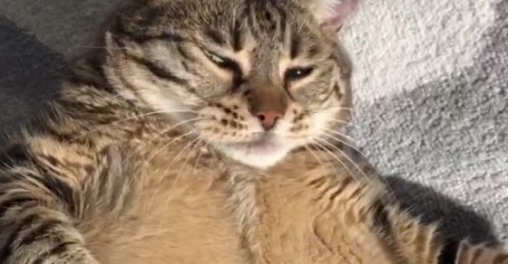 Sefa the Chonky Cat Loves to Sunbathe - Sharedots