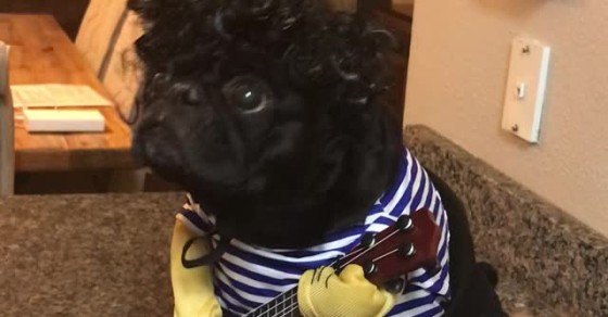 Rockstar Pug Impresses Her Humans - Sharedots