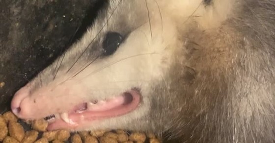 Dramatic Opossum Plays Dead in the Dinner Bowl - Sharedots